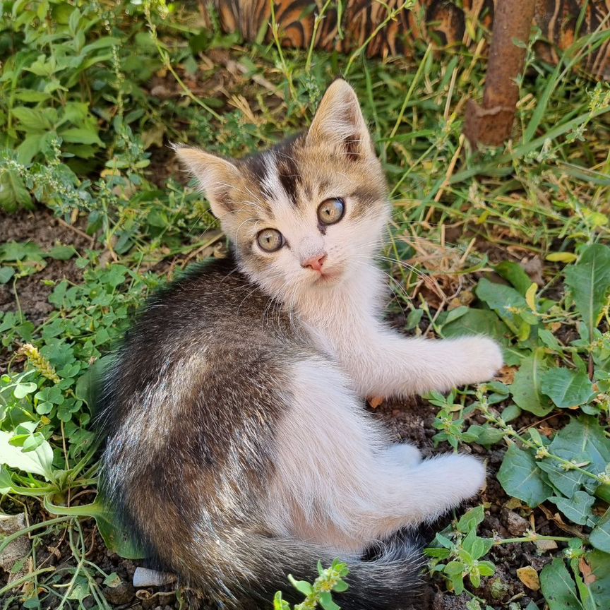 Котик с пятнышком