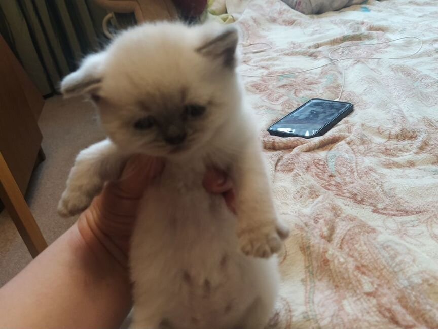 Котята шотландцы