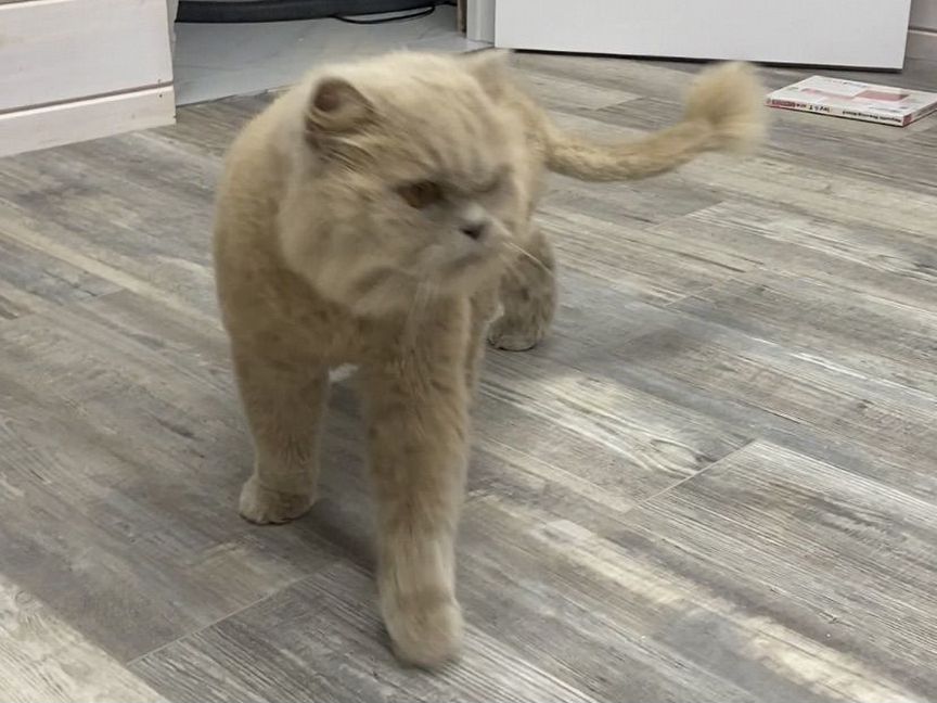 Потерялся кот