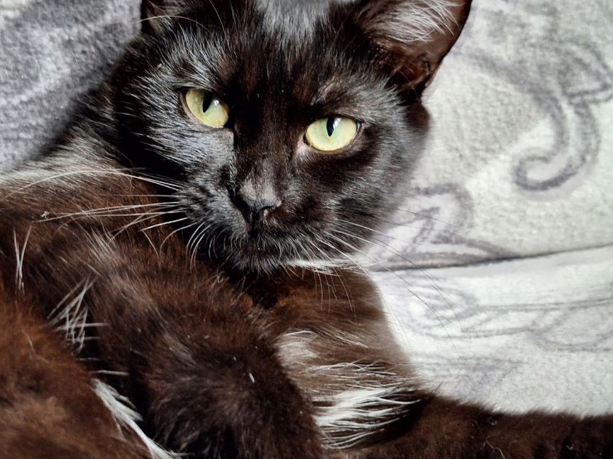 Кошка Ассоль