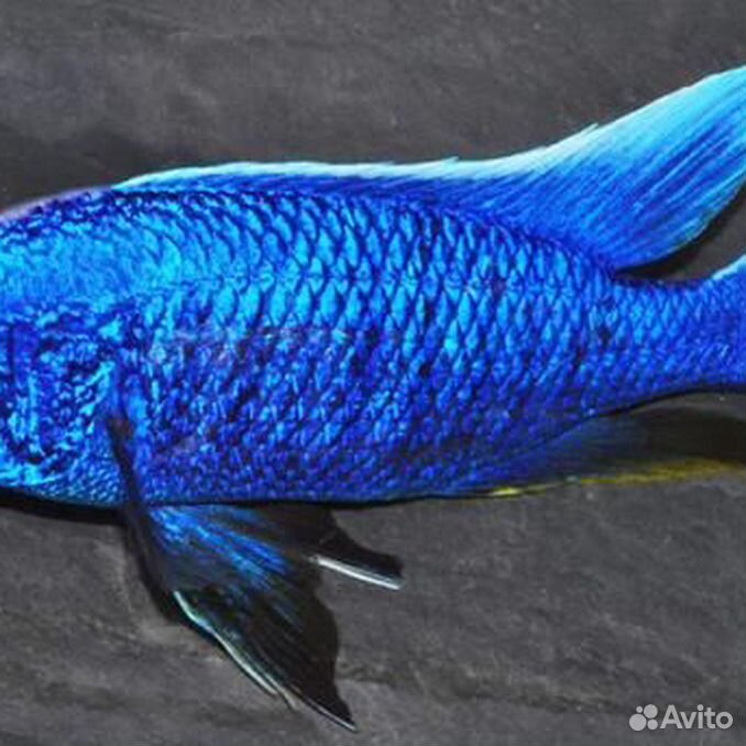 Цихлида Хаплохромис Джексона (Sciaenochromis frye