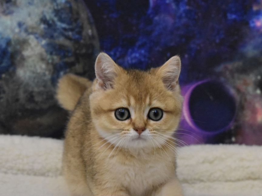 Британская Золотая шиншилла(Мальчик)