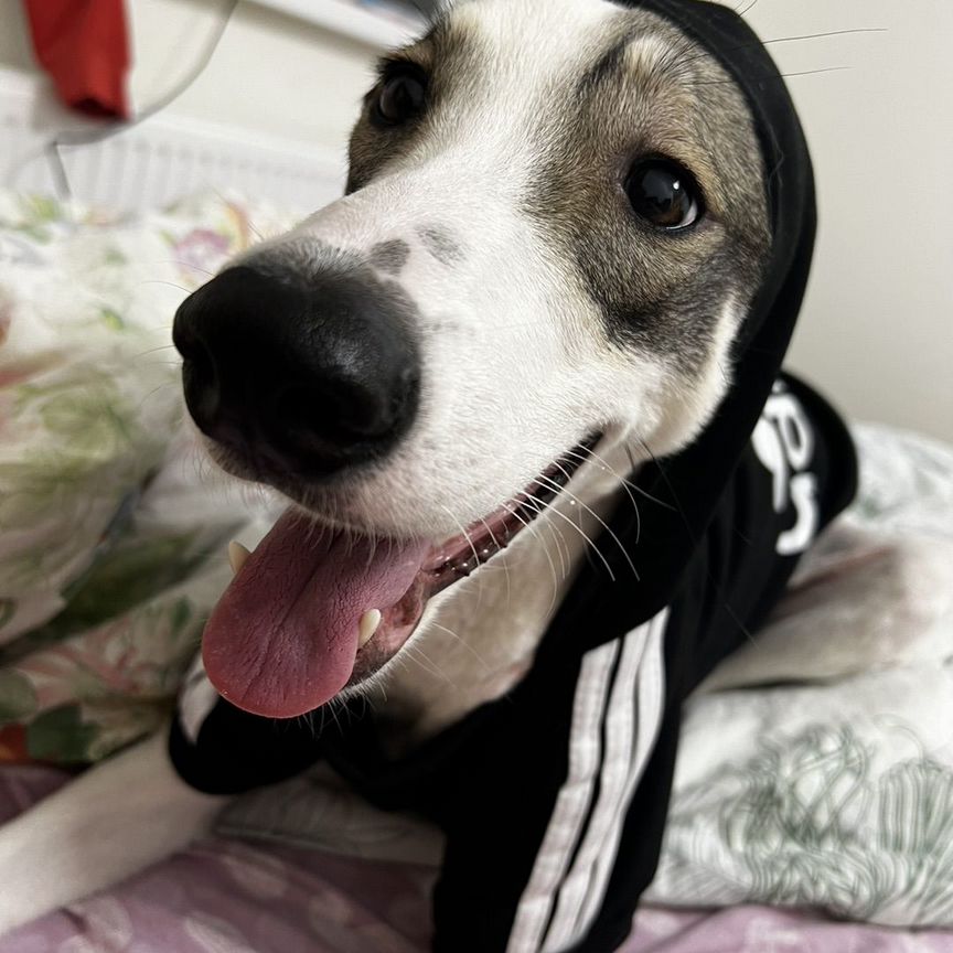 В добрые руки