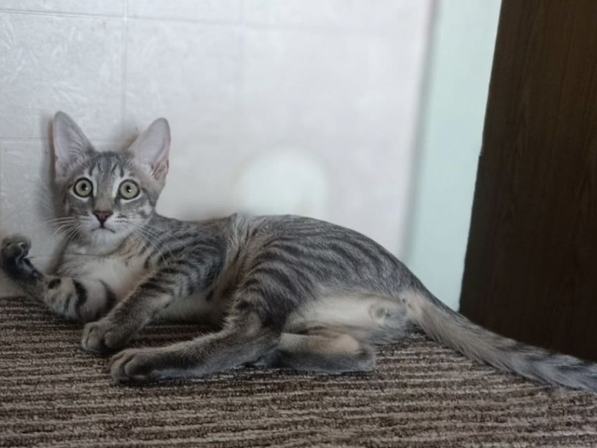 Славный Грей-Поцелуйчик, ласковый котенок