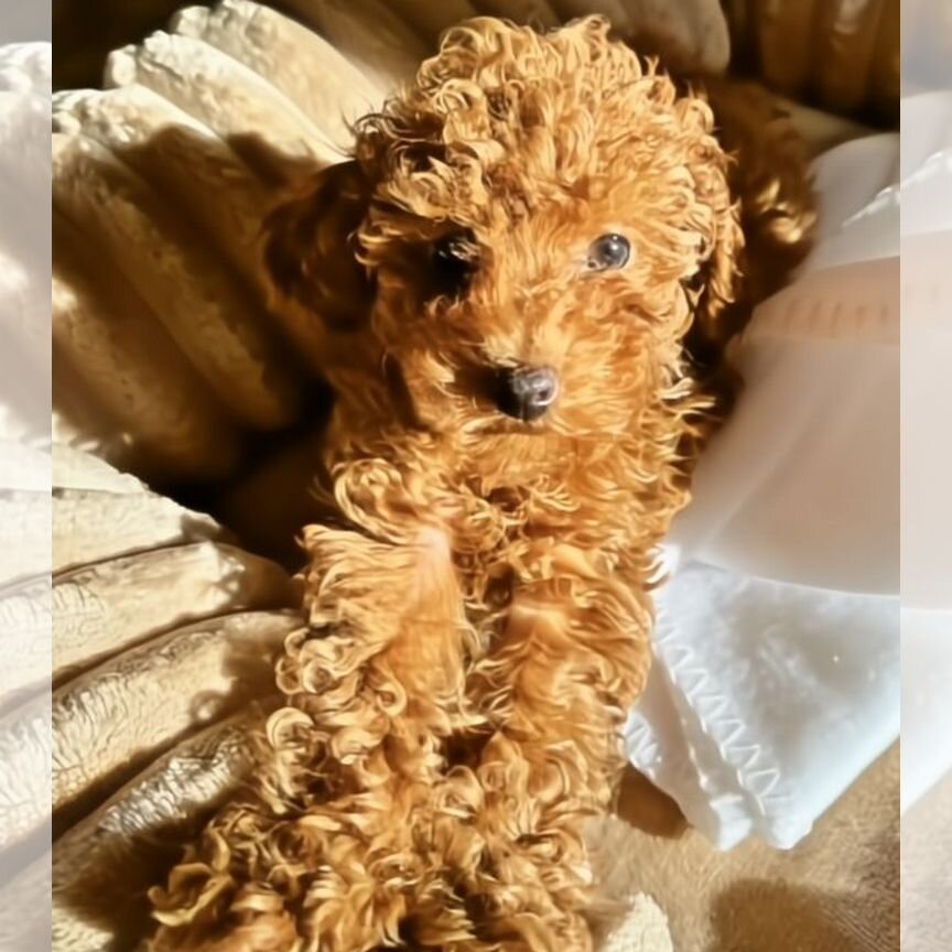 Той-пудель, щенок