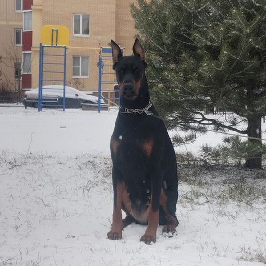 Доберман девочка