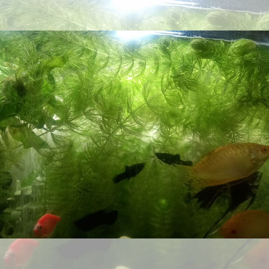 Аквариумные растения