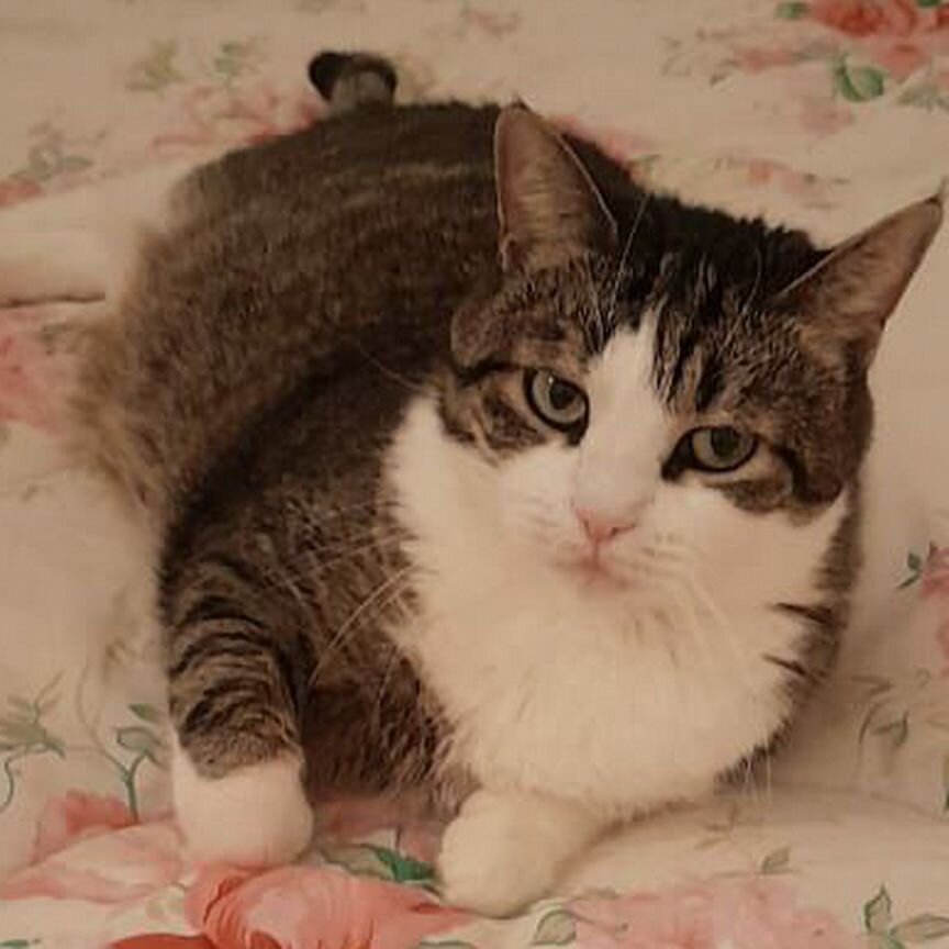 Кошечка Люся