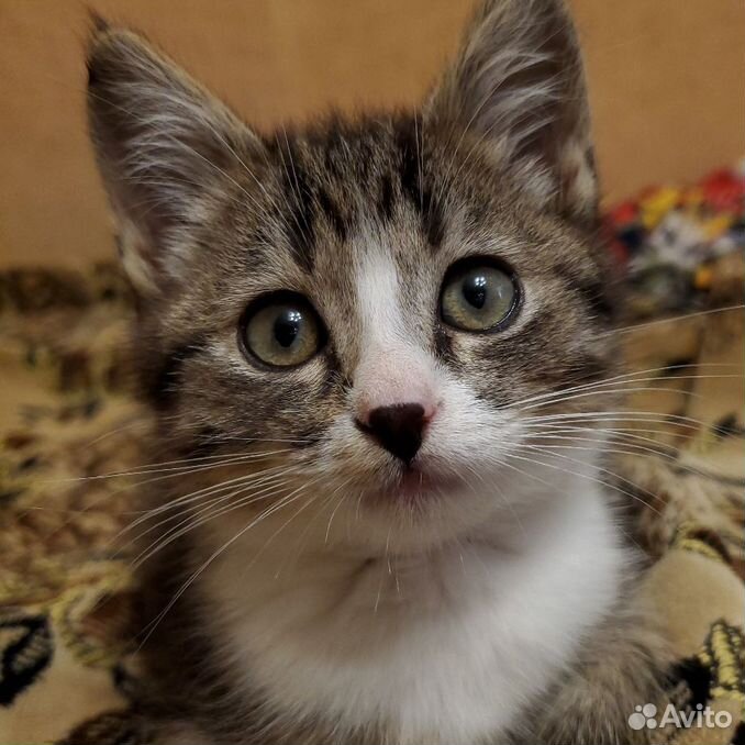 Котёнок 1месяц