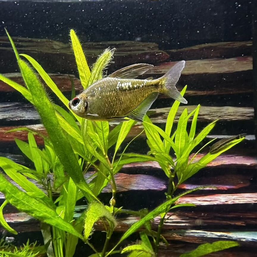 Тетра бриллиантовая