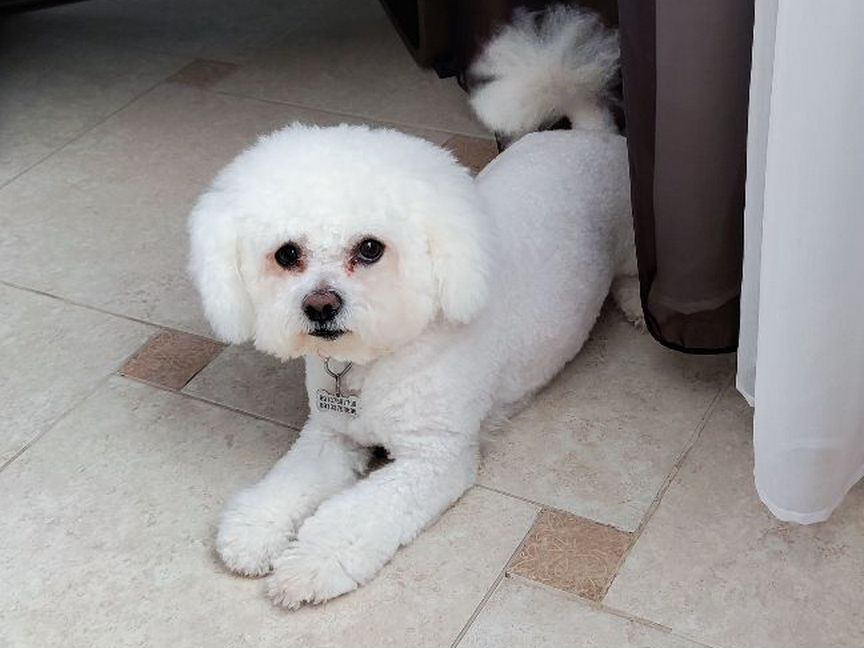 Бишон фризе вязка