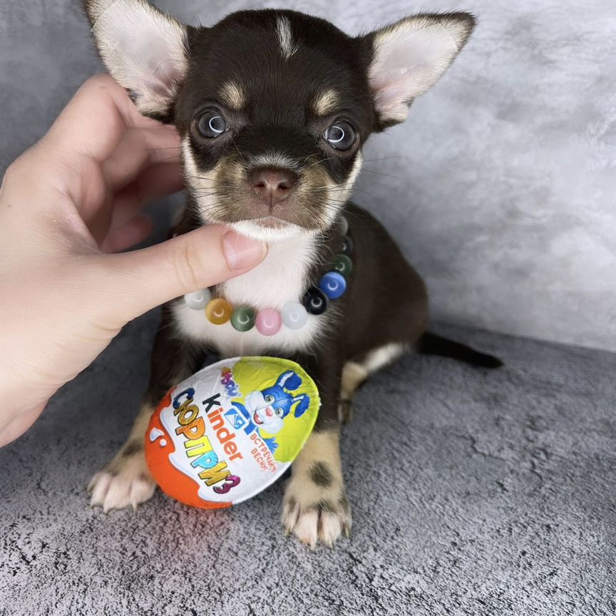 Невероятная кукольная мини девочка