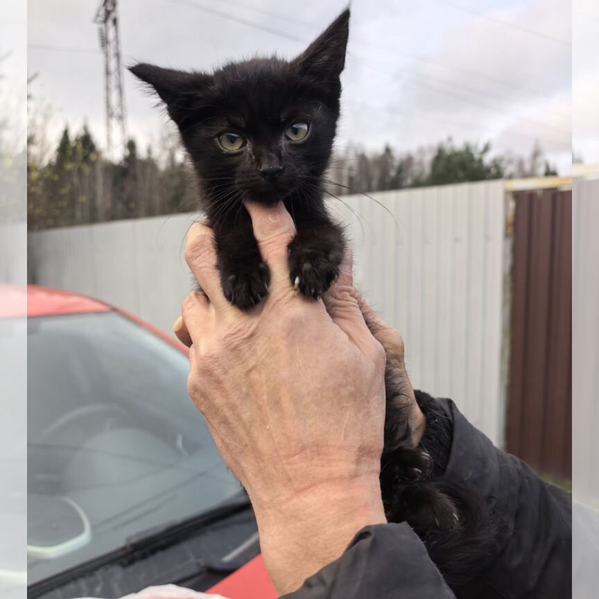 Котёнок в добрые руки