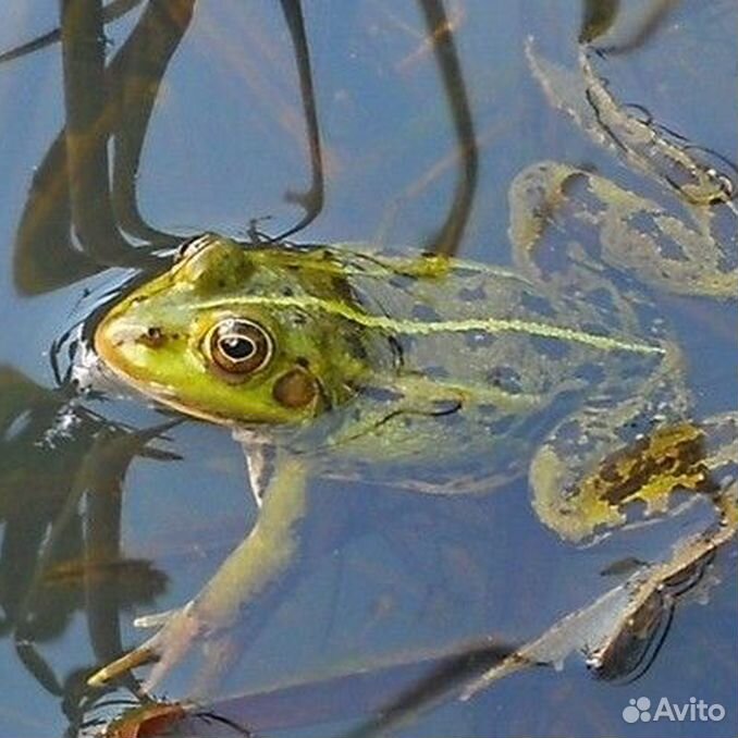 Лягушка прудовая (Rana lessonae)