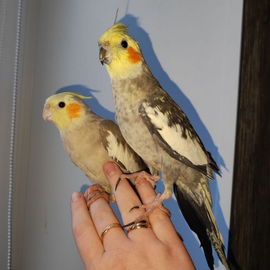 Попугаи каррелы