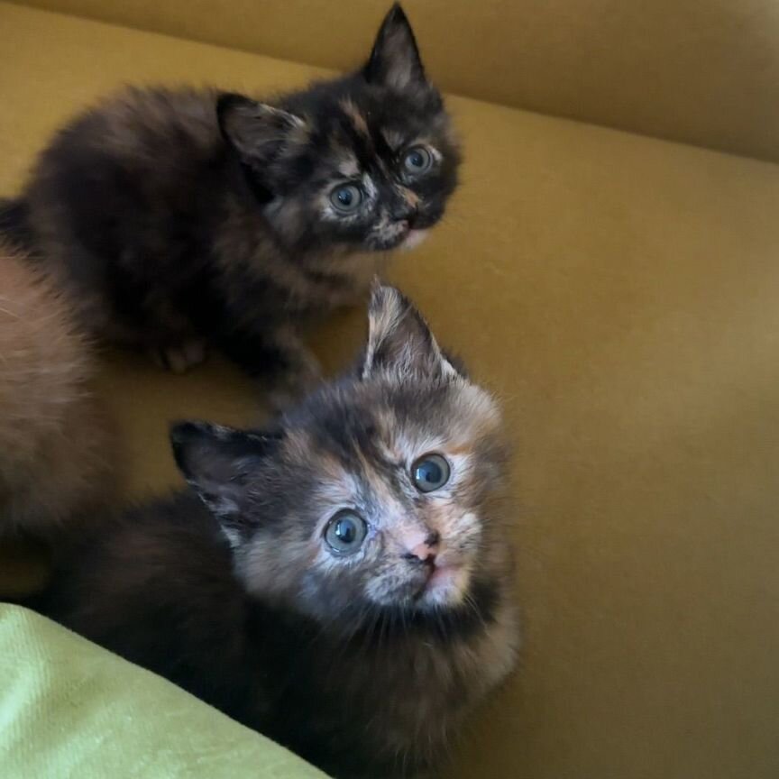Котята девочки трехцветные 1 месяц