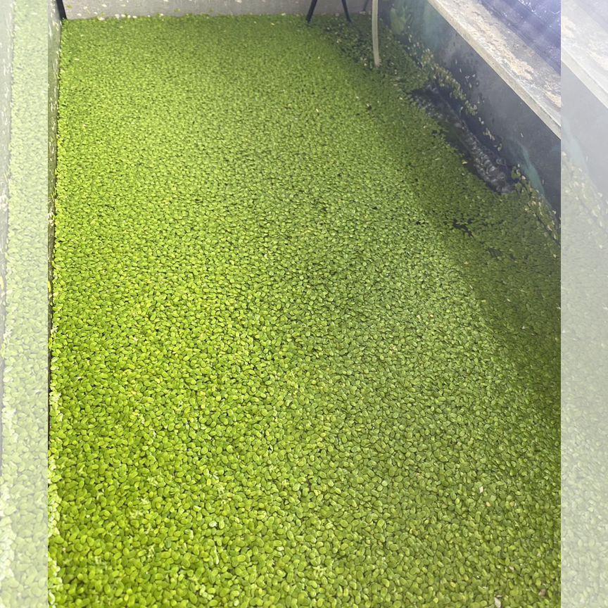 Ряска для аквариума