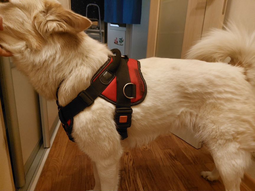 Шлейка для зкс