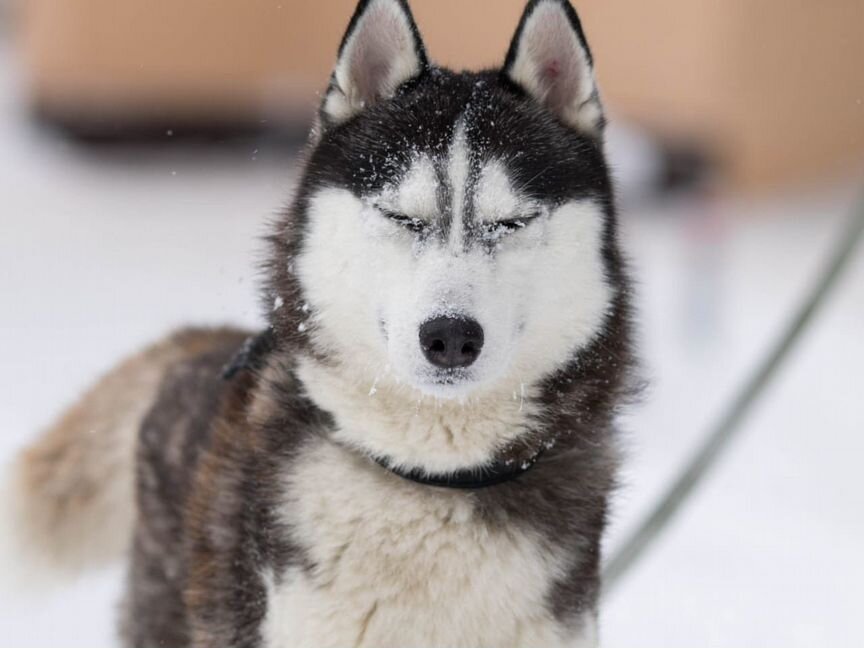 Сибирский хаски