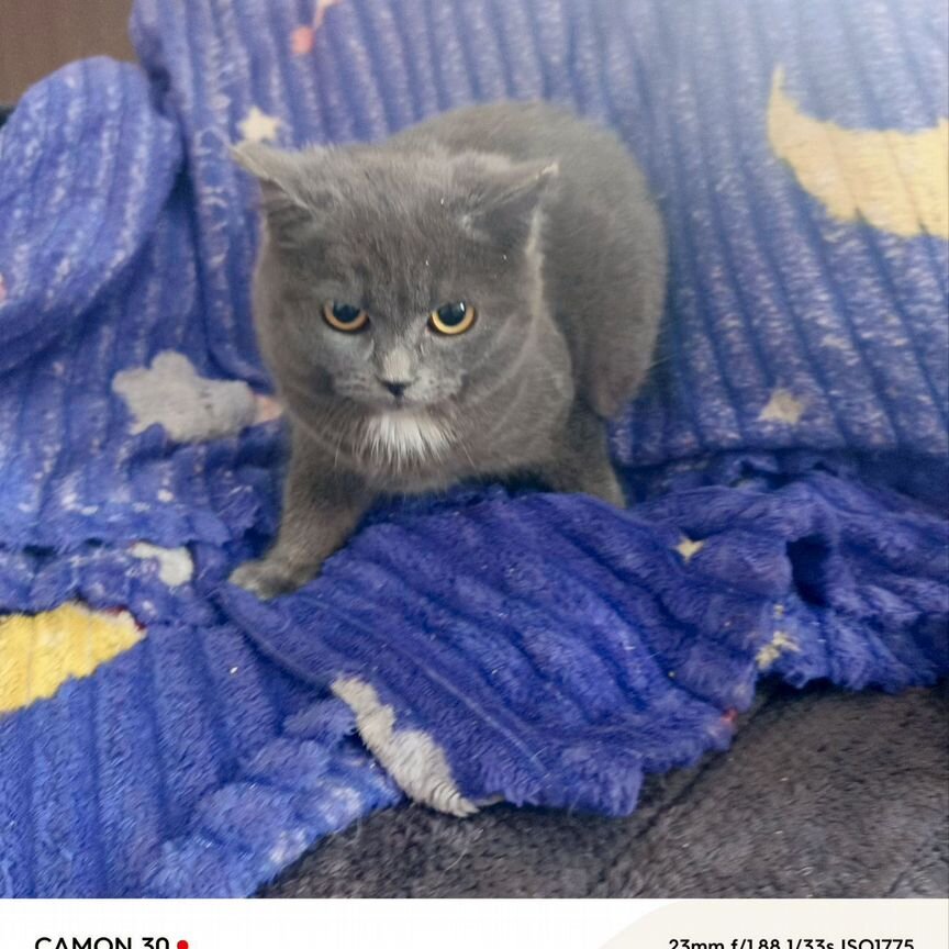 Кошечка в хорошие руки