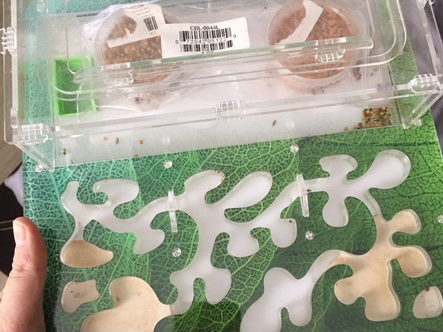 Муравьиная ферма бу