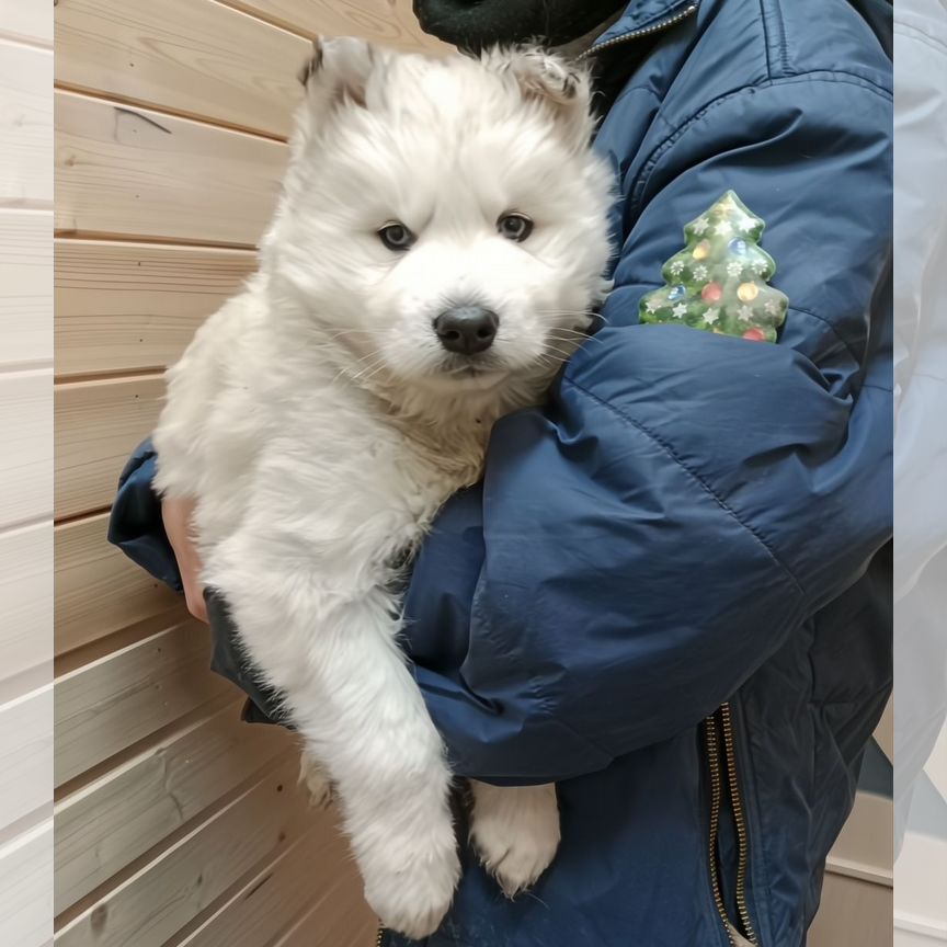 Сибирский хаски, щенок