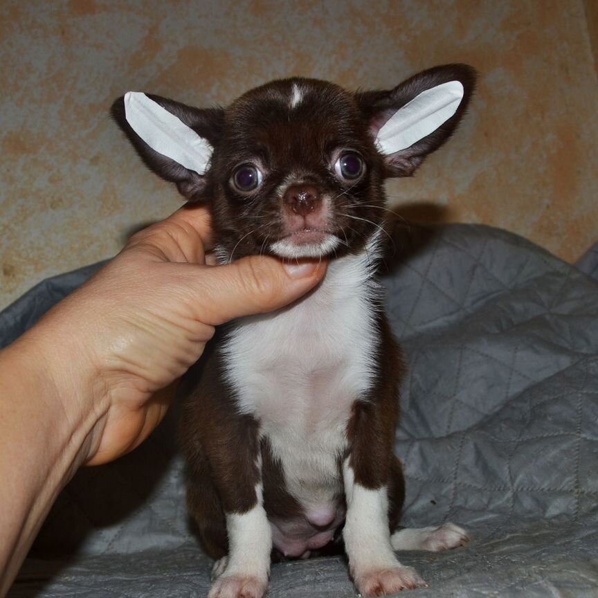 Чихуахуа г\ш шоколадная девочка 2 мес