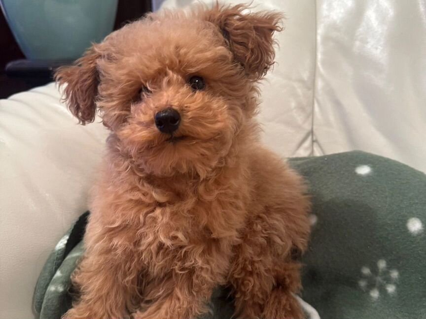 Девочка тедди мальтипу 4 мес