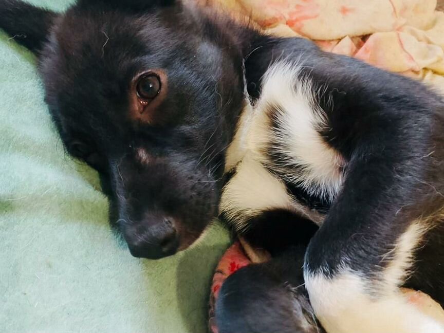 Щенок, шесть месяцев (стерилизована)