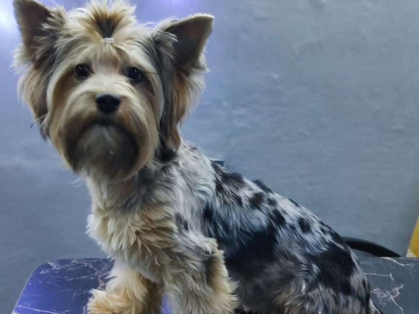 Йоркширский терьер