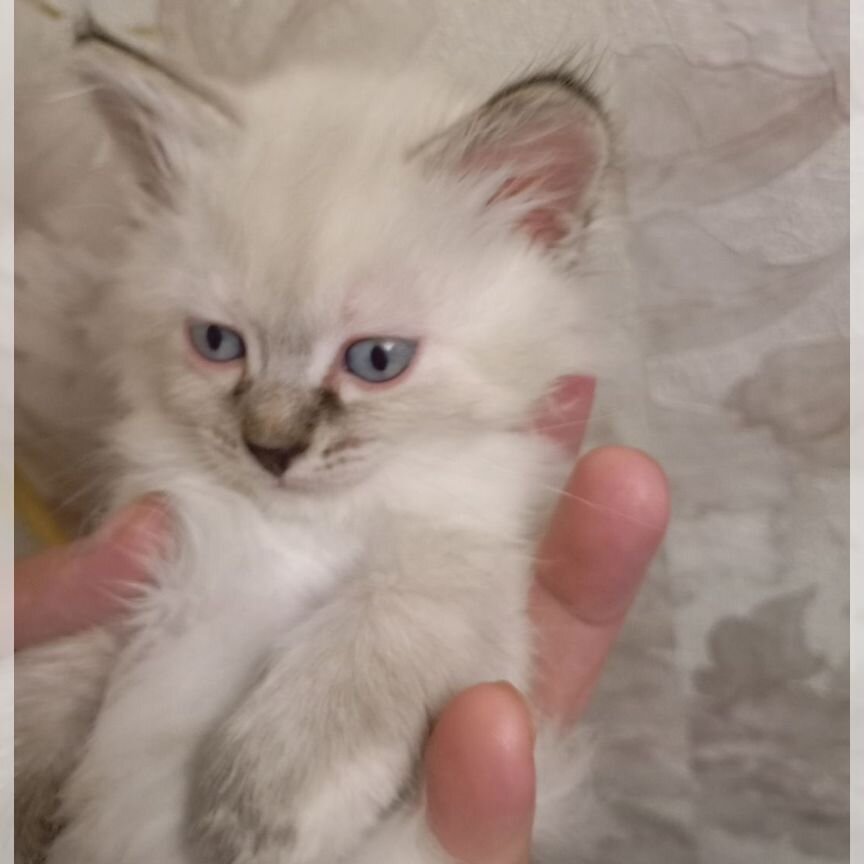 Котёнок от частного владельца