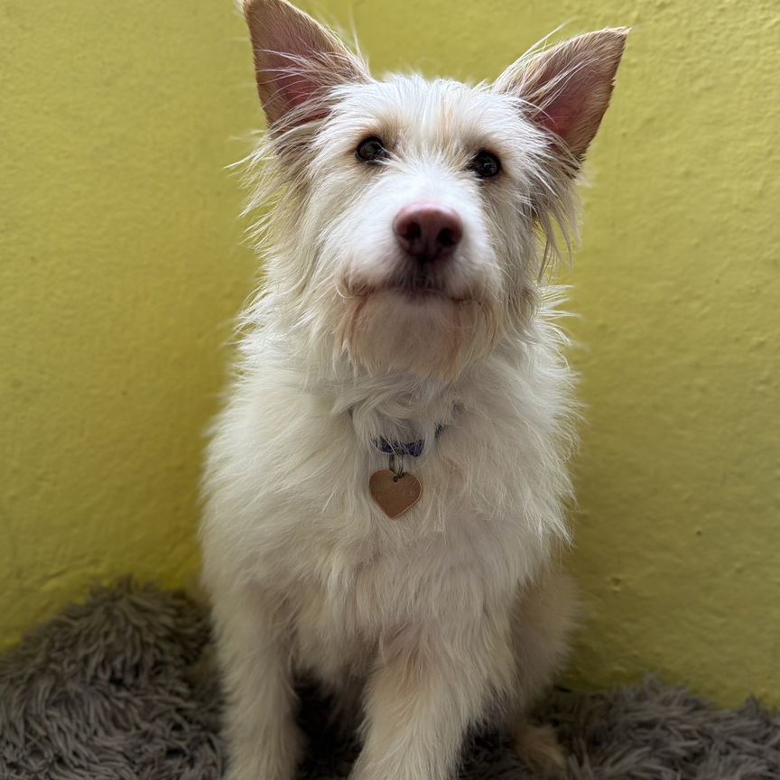 Взрослая собака в добрые руки