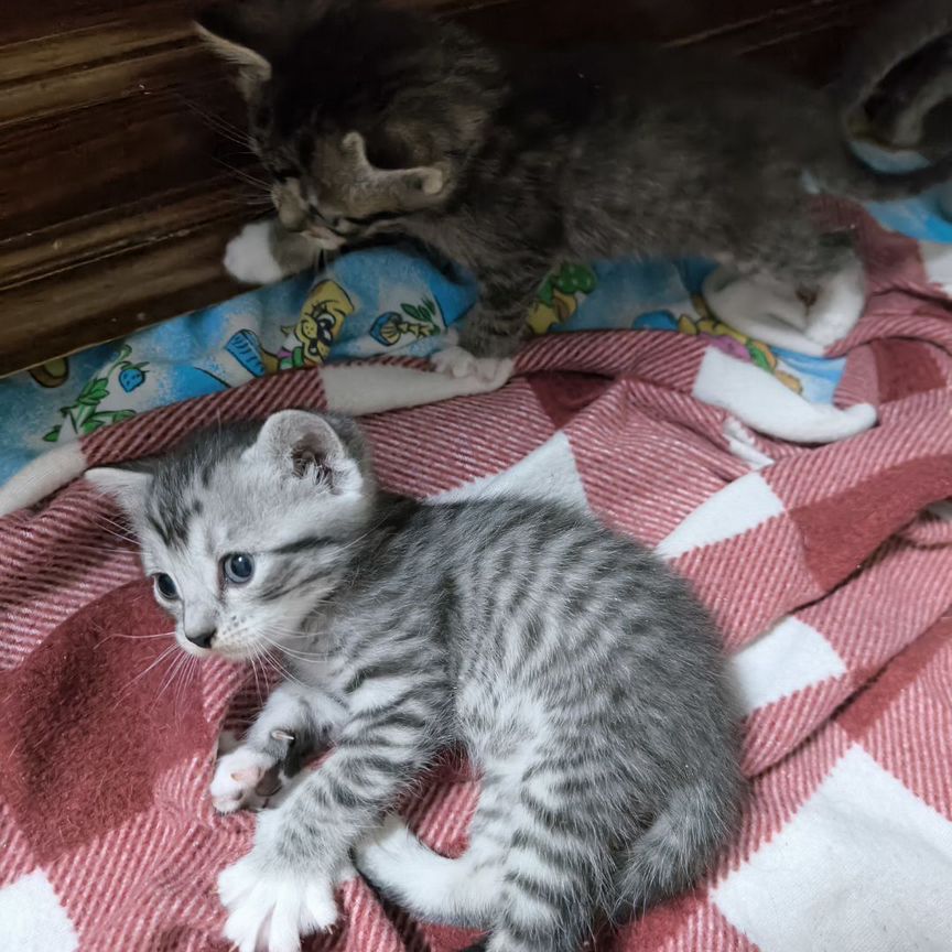 Британские котята