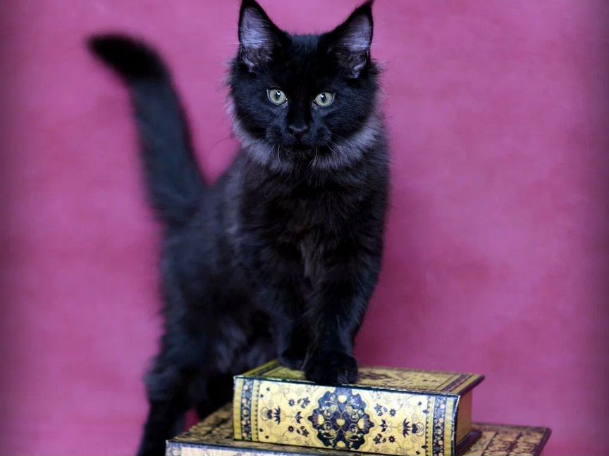 Котенок мейн-кун