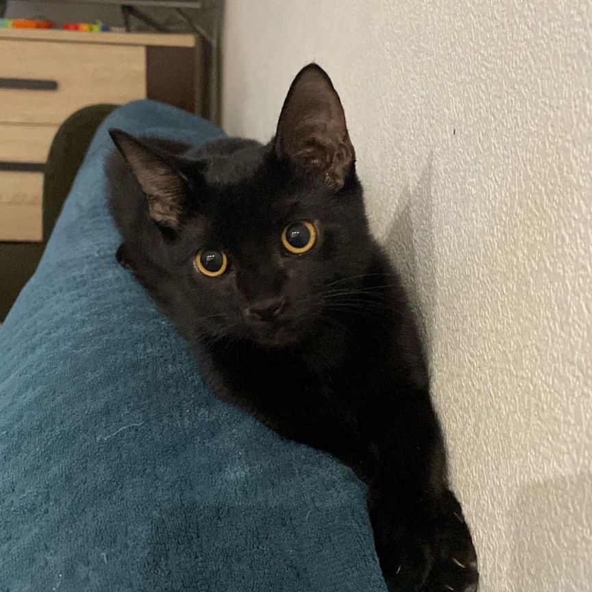 Отдам кот в добрые руки, порода бомбей