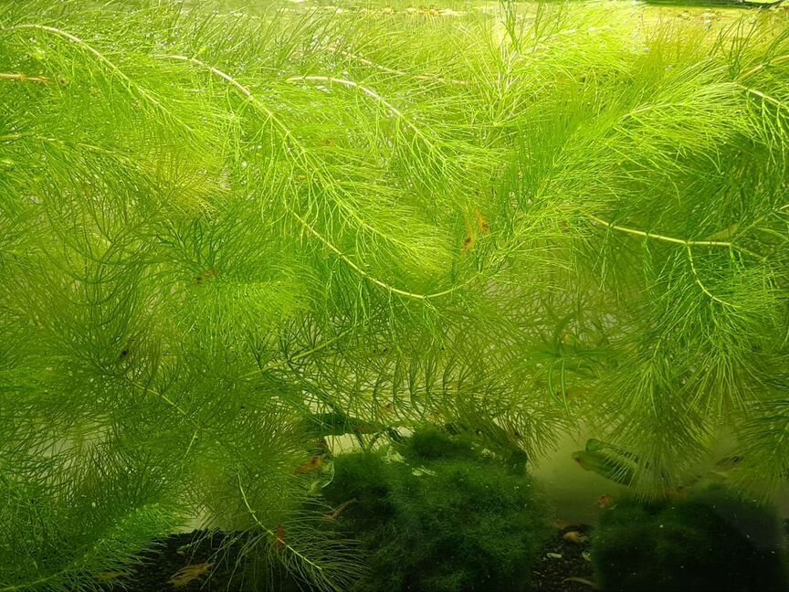 Рогалистник