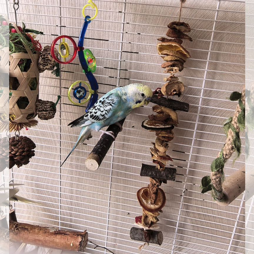 Волнистый попугай с клеткой