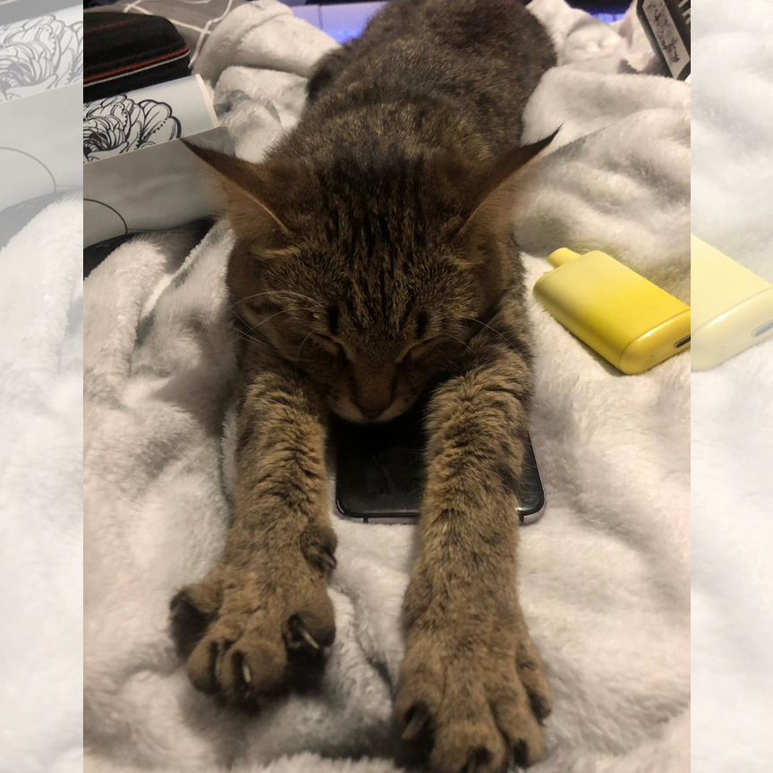 Взрослая кошка в добрые руки