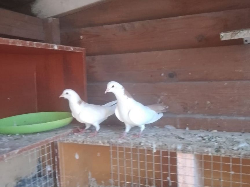 Бакинские голуби