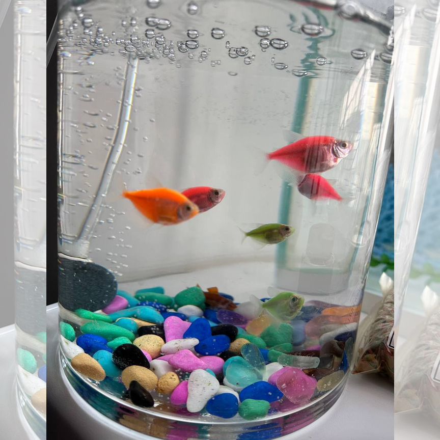 Аквариум с рыбками