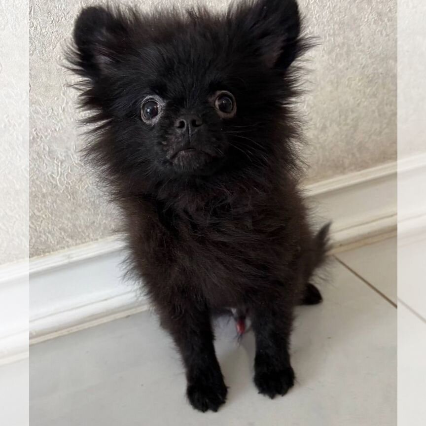 Померанский шпиц, щенок