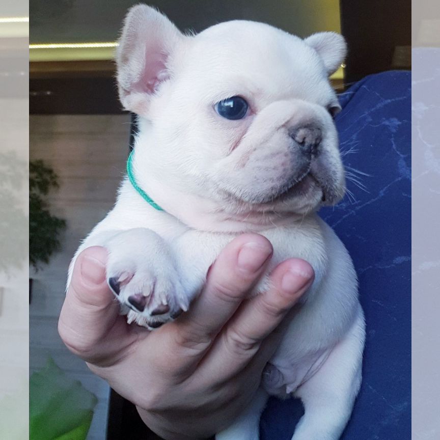 Французский бульдог, щенок