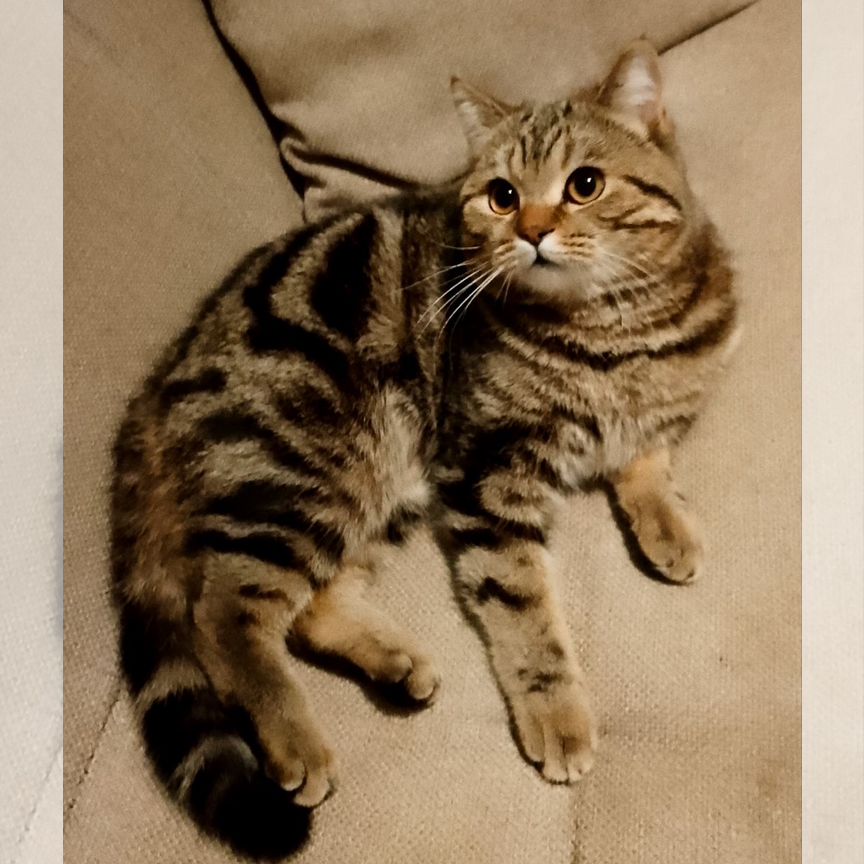 Британский короткошёрстный кот, вязка