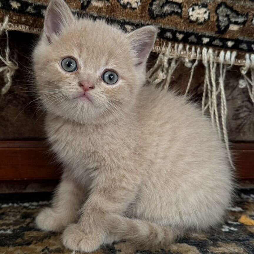 Шотландский страйтовый мальчик