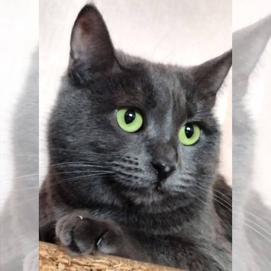 Взрослая, Девочка кошка в добрые руки