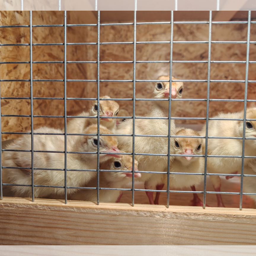 Индюшата хайбрид конвертер продажа