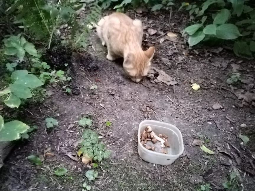 Кошки