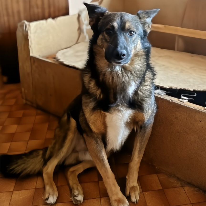 Взрослый пёс в добрые руки