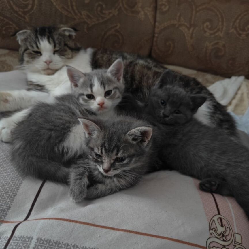 Канадский сфинкс котёнок