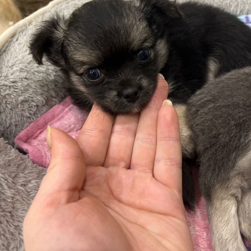 Чихуахуа, щенок